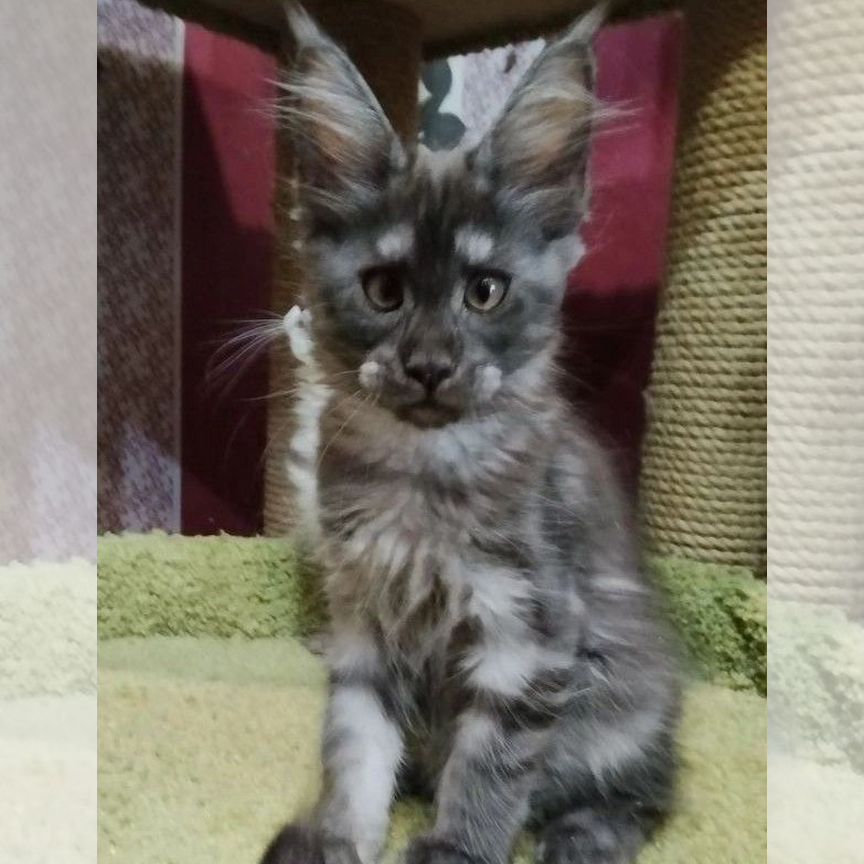 Мейн-кун котёнок