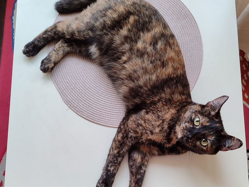 Кошечка в добрые руки