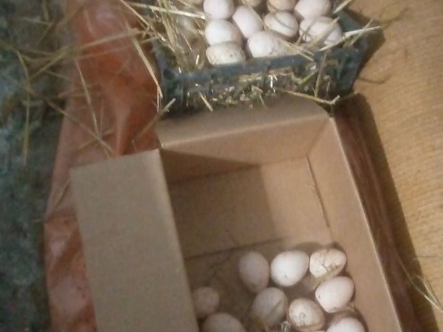 Индюшиное яйцо