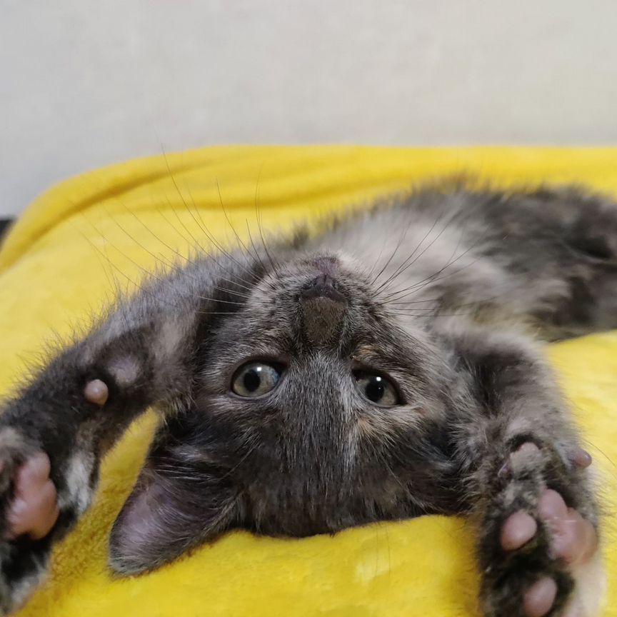 Котёнок ищет дом