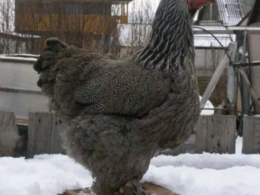 Куры петухи