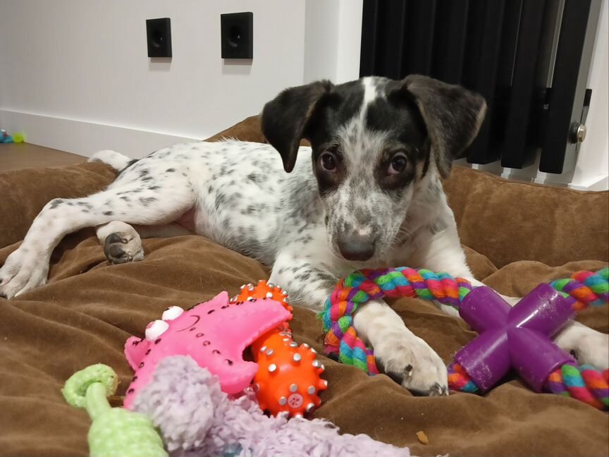 Щенок ищет дом