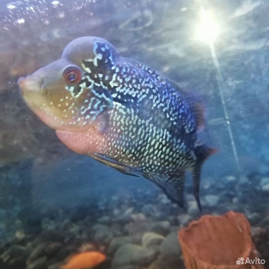 Флауэр Хорн