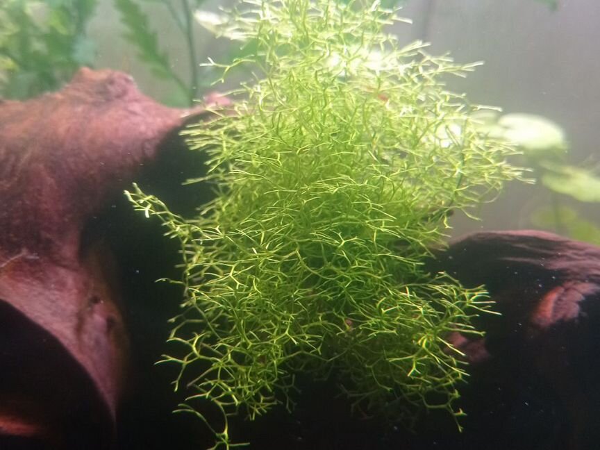 Аквариумное растение