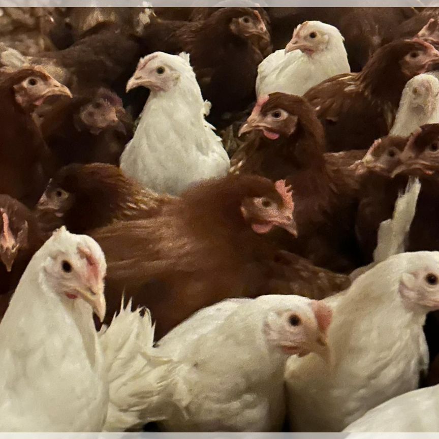 Куры молодки