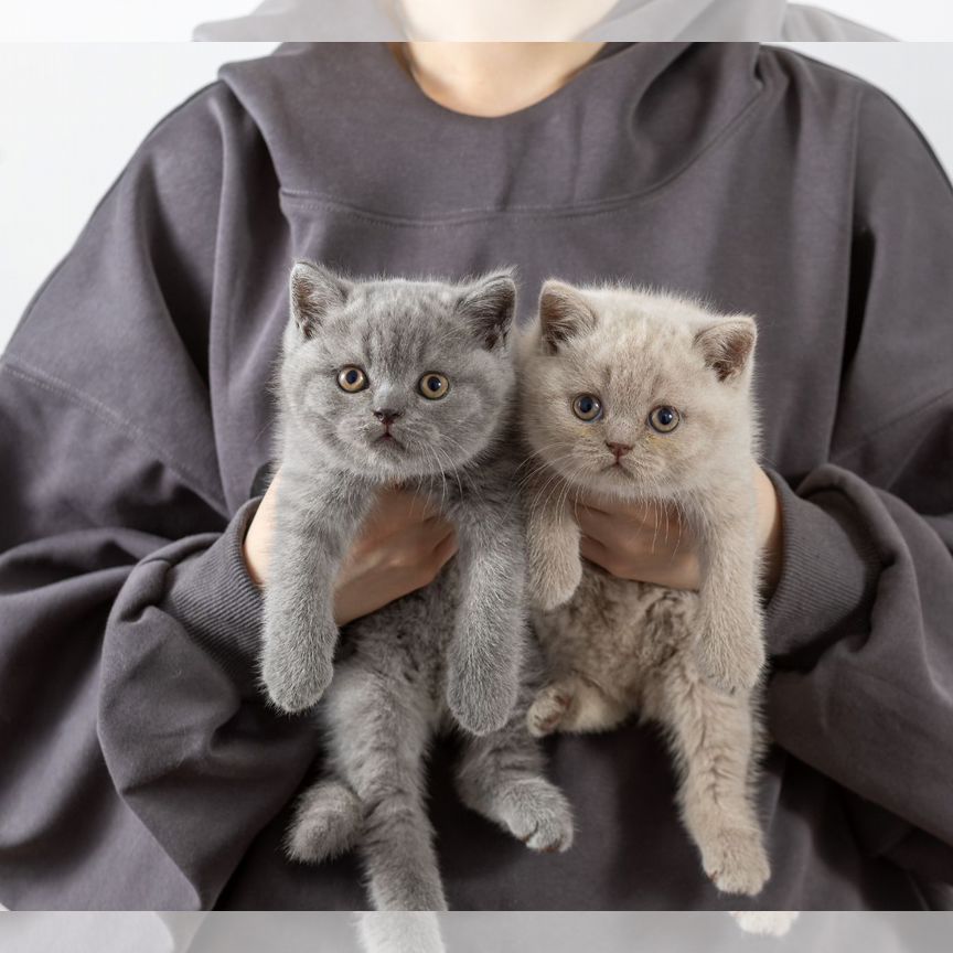 Котенок британский, голубой
