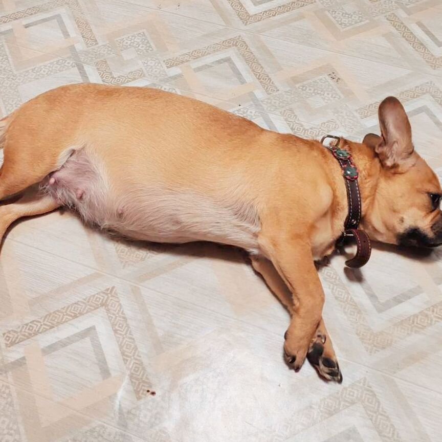 Отдам щенков, приходите и выбирайте