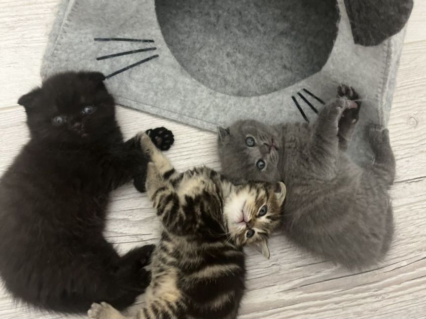 Шотландские котята