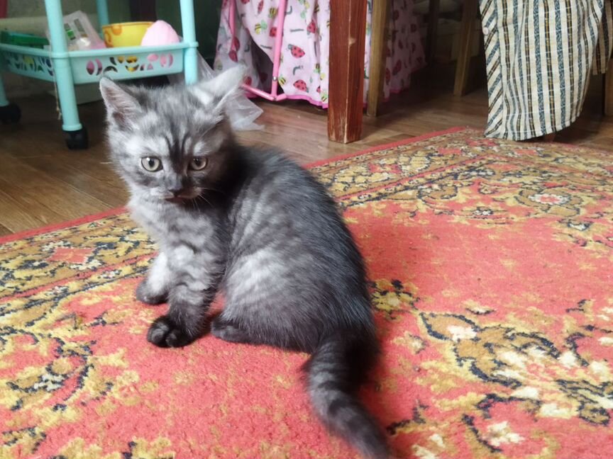 Отдам котенка