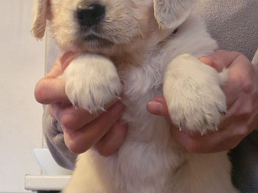 Щенки золотистого ретривера