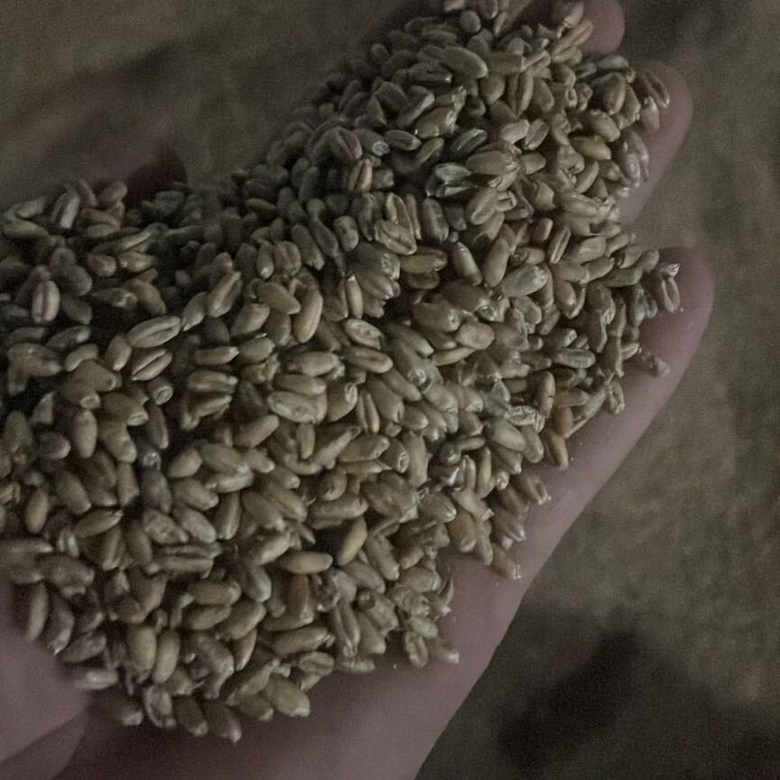 Озимая пшеница