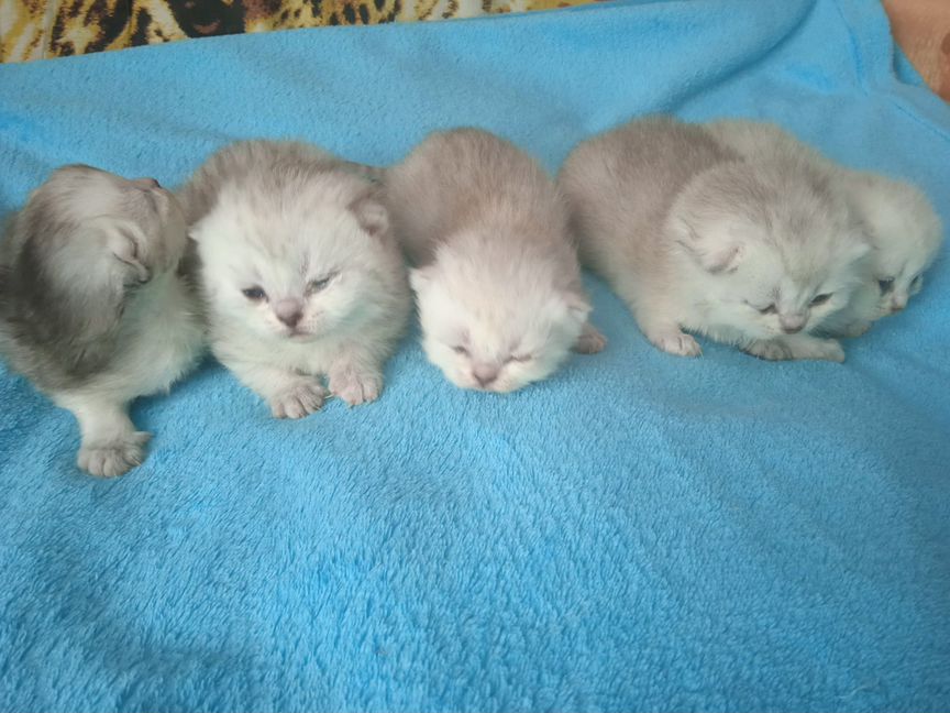 Британские котята шиншилла
