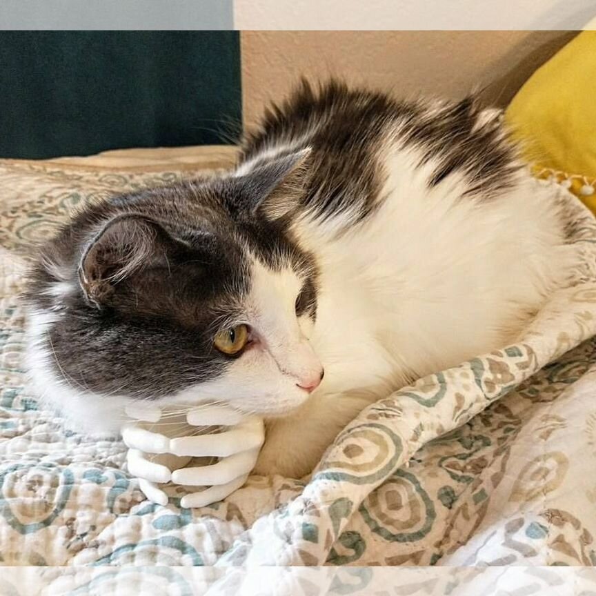 Накладные лапки для кота