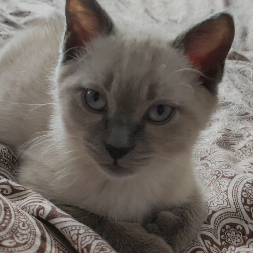 Ищу такого котёнка