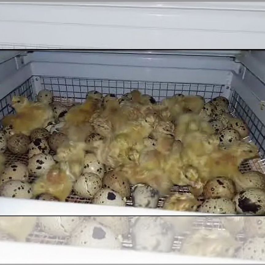 Перепелята техас утяжеленный