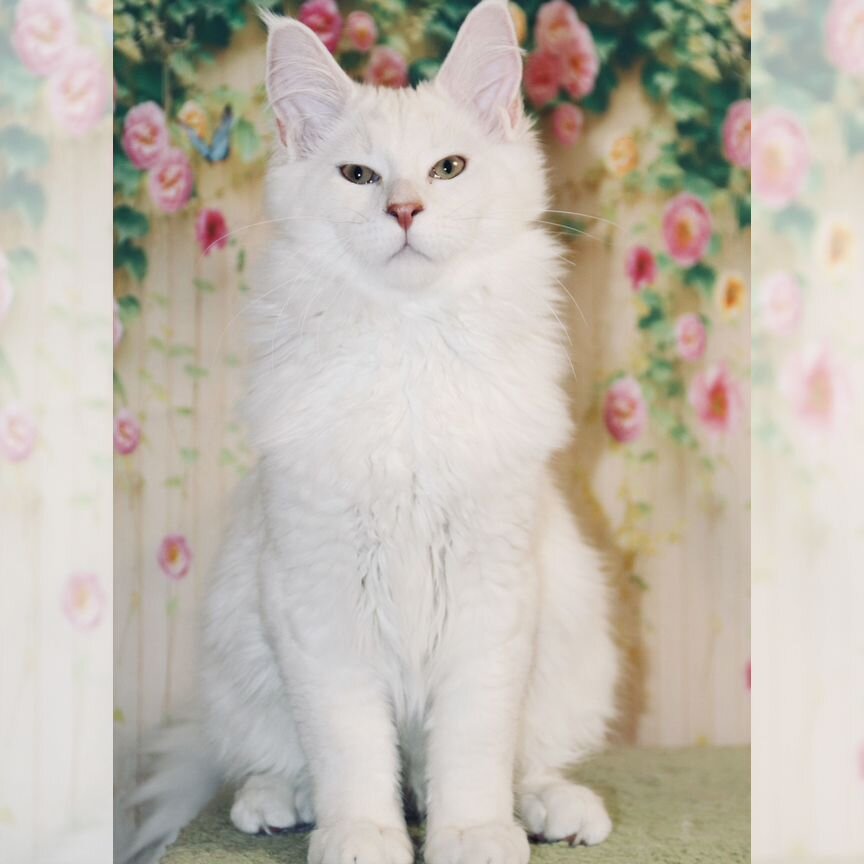 Мейн-кун котёнок