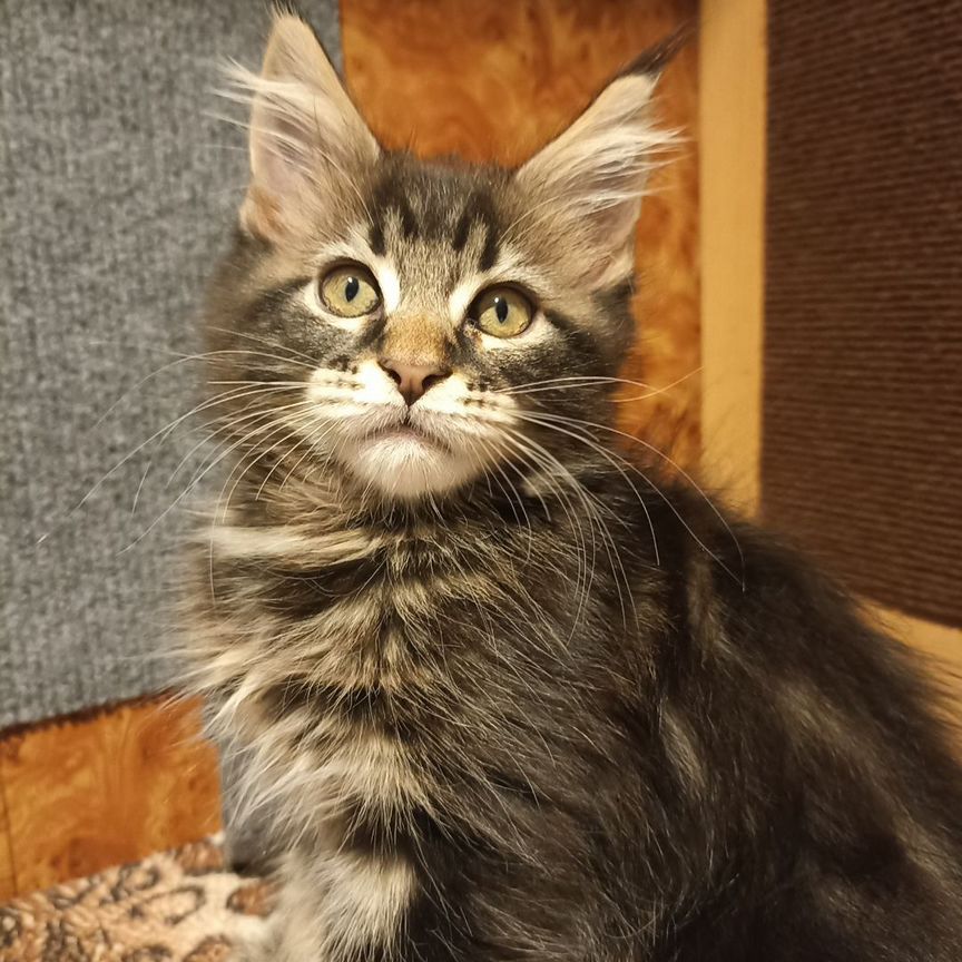 Мейн-кун котёнок