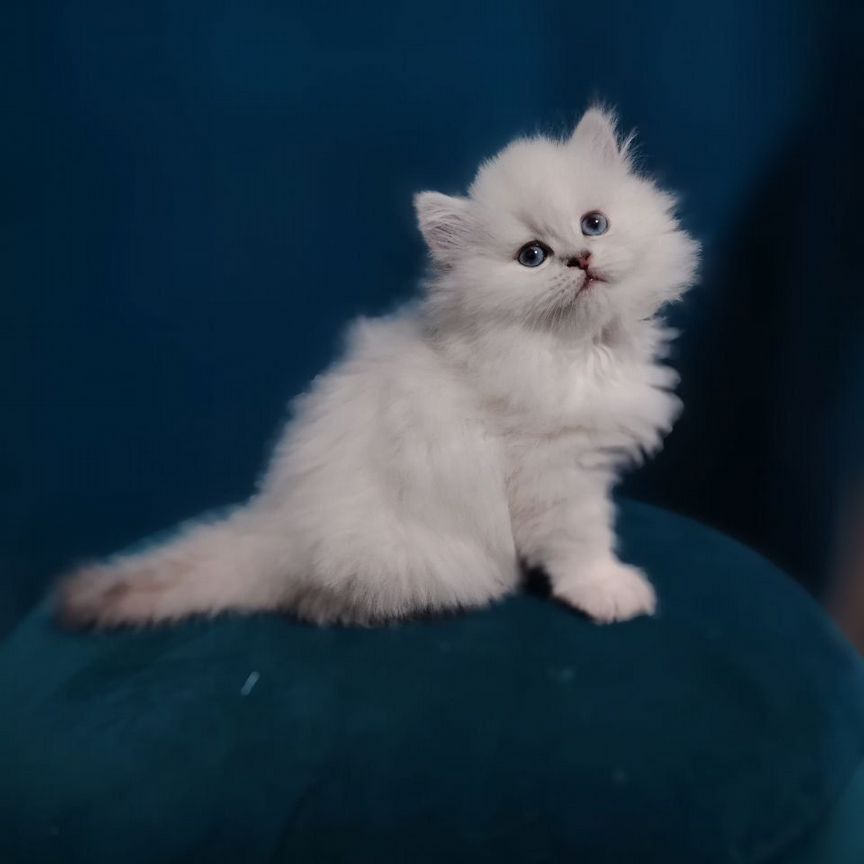 Британский длинношёрстный котёнок