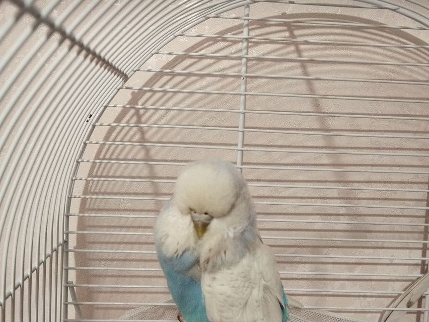 Самочка ввп чех