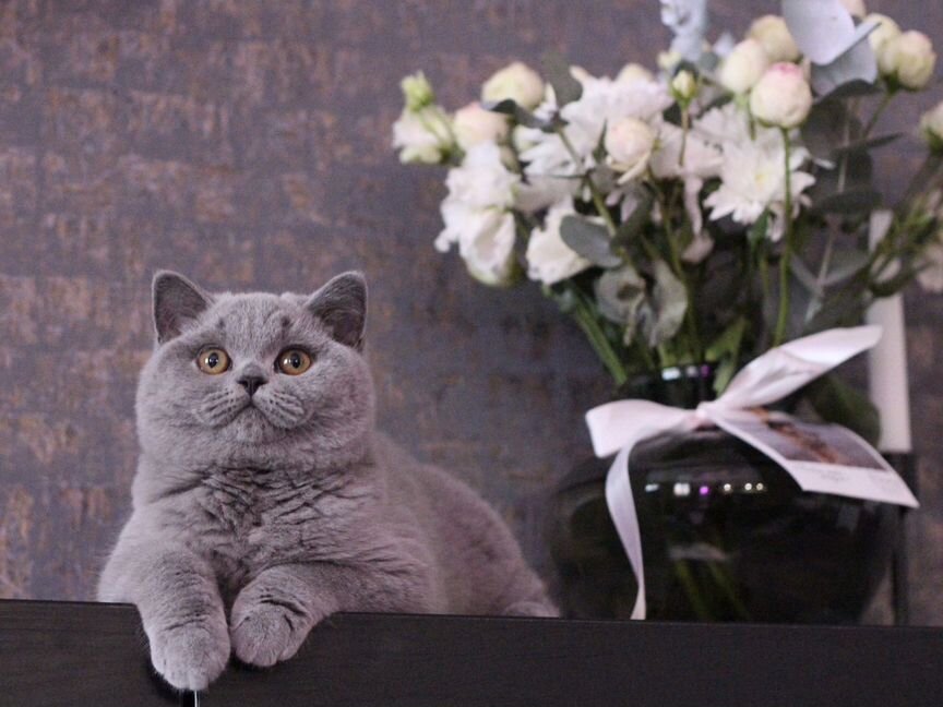 Британские котята