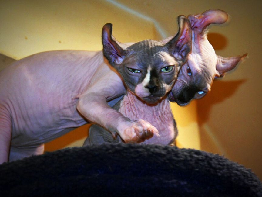 Которебенок мальчишка эльф