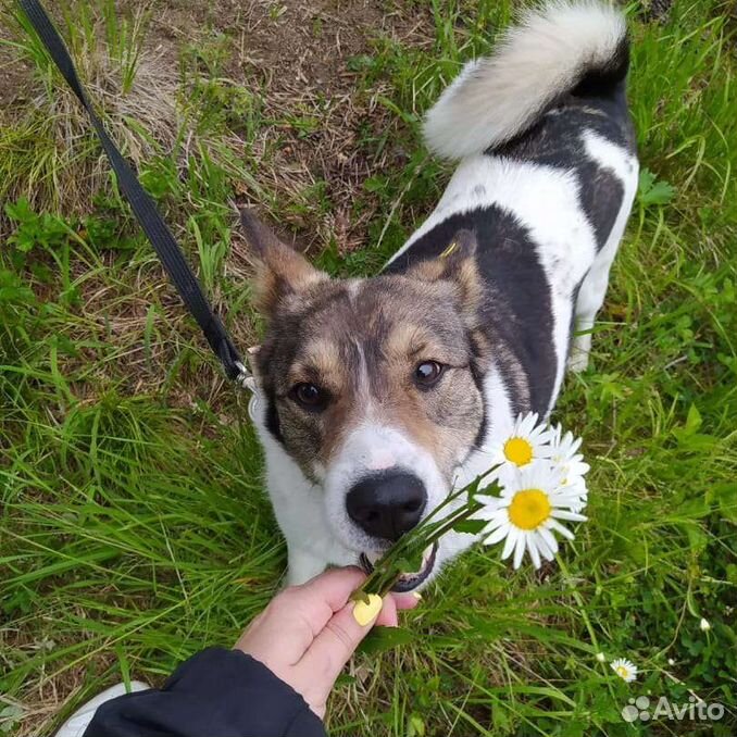 Очень ласковая Ленка ищет дом