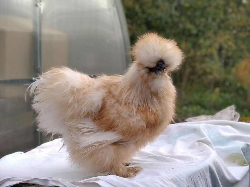 Китайские шелковые петушки