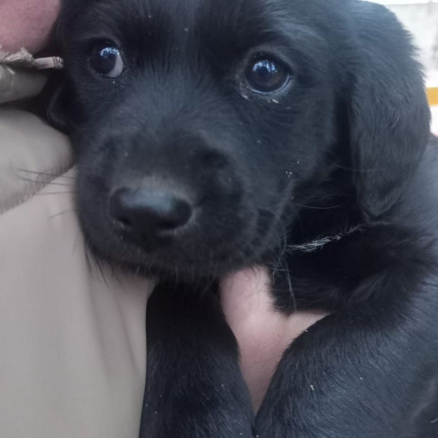 Щенок- девочка