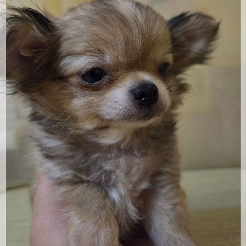 Чихуахуа, щенок