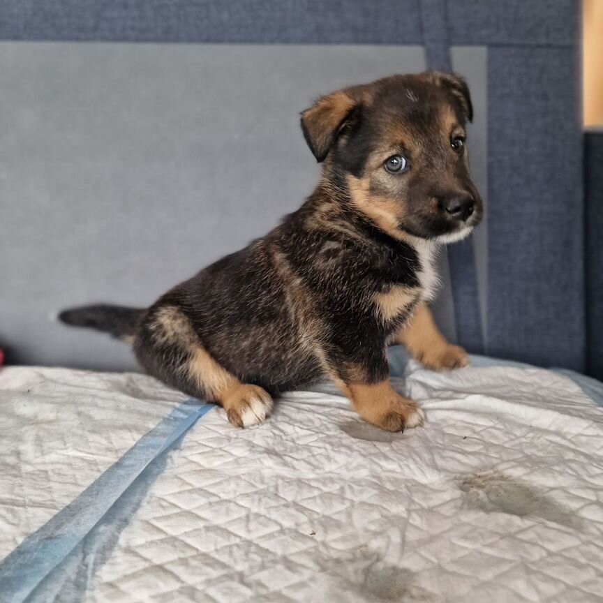 Щенок мальчик миниатюрный