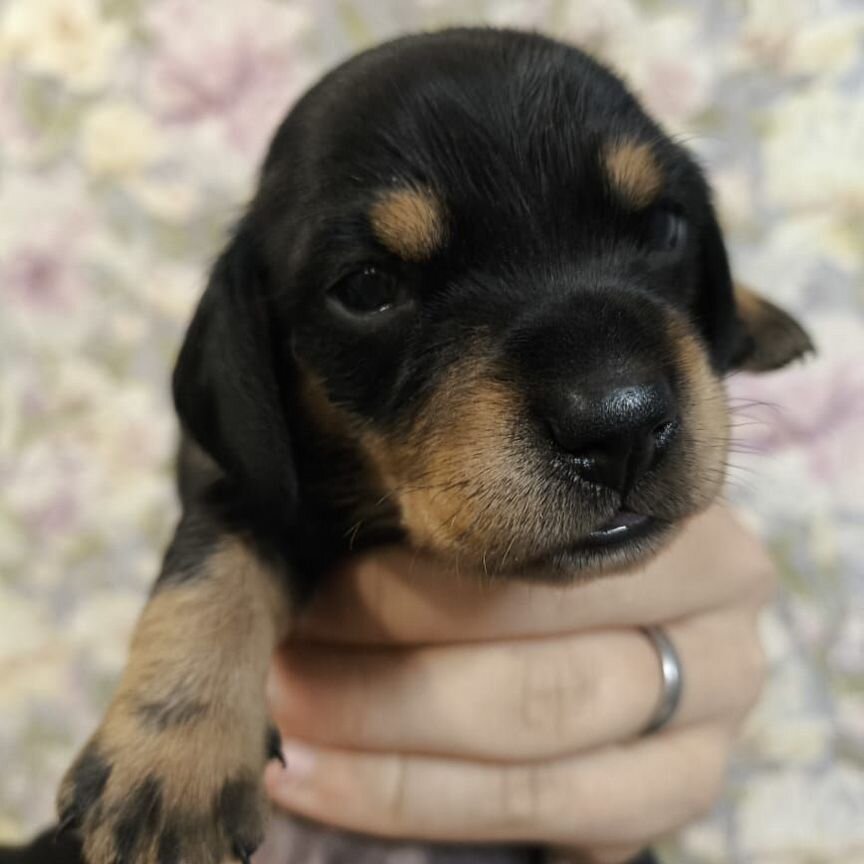 Продаются щенки таксы