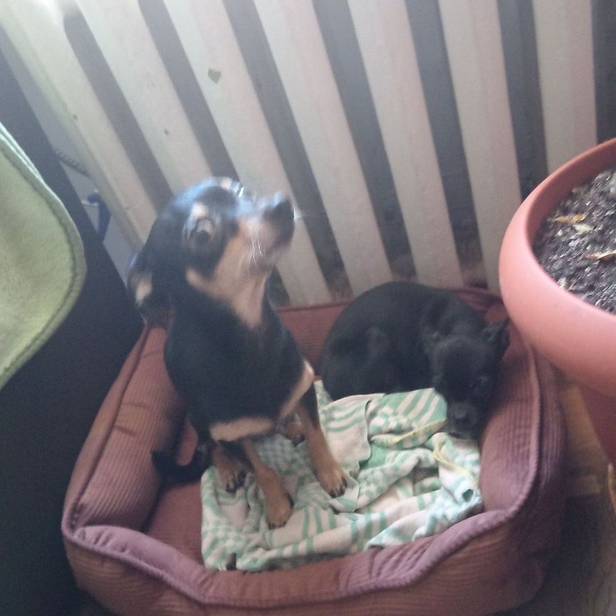 Отдам двух собак в одни руки