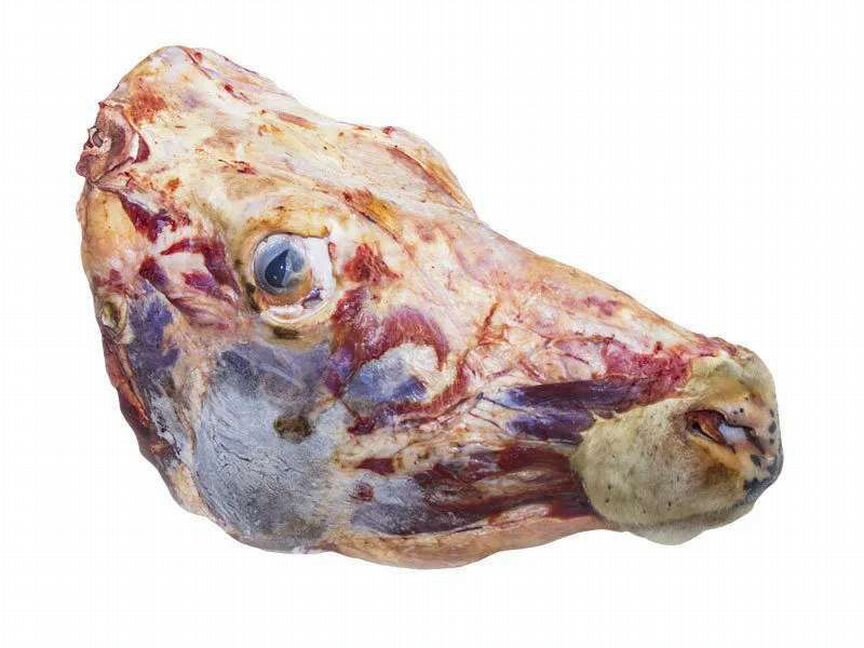 Корма для животных