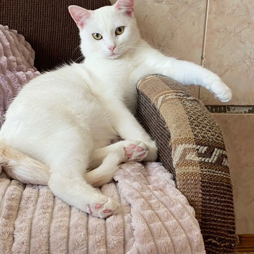 Белоснежная кошечка