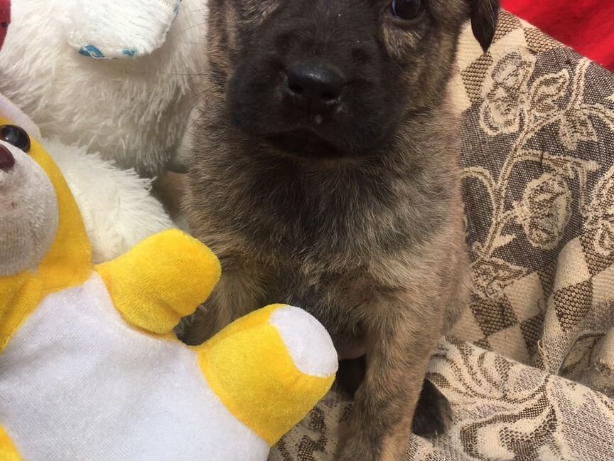 Маленькая красавица ищет дом