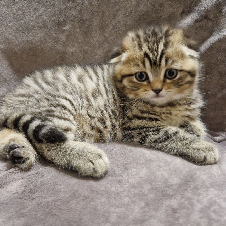 Шотландские вислоухие котята