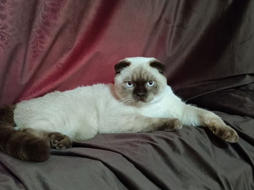 Кот для вязки