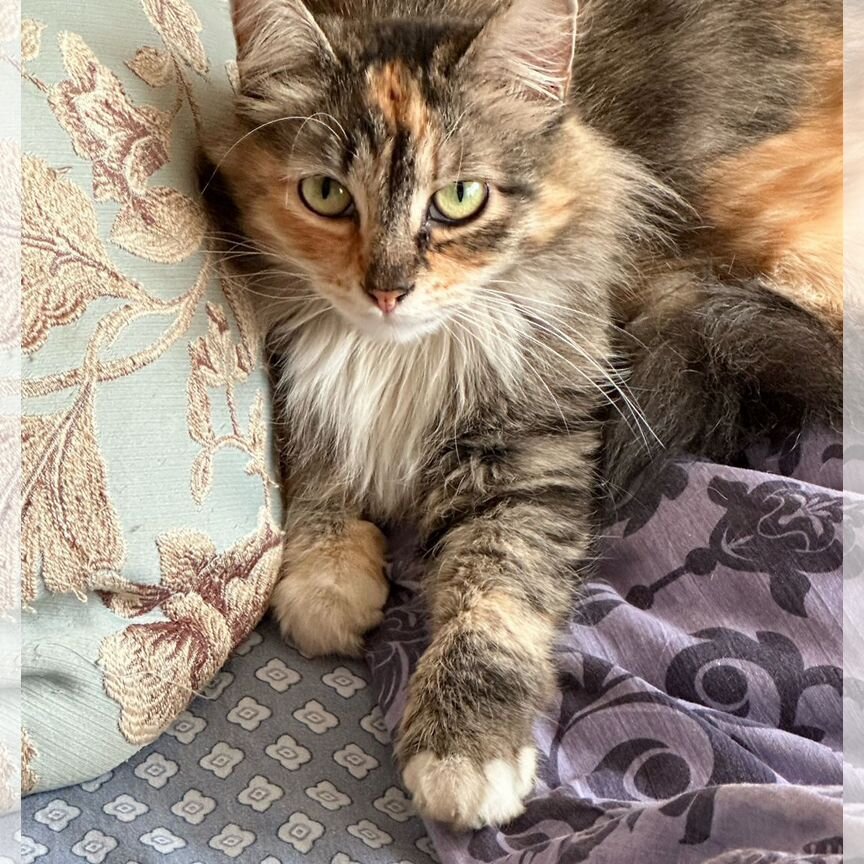 Взрослая, кошка в добрые руки