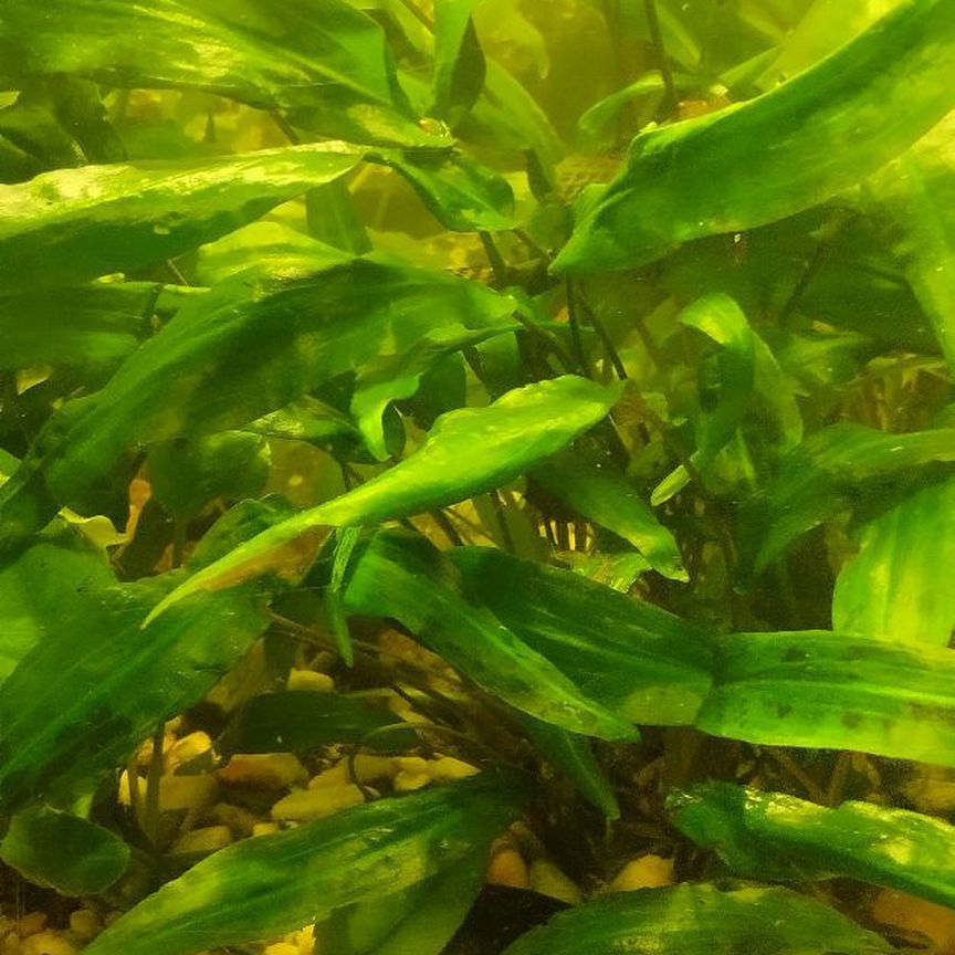 Аквариумные растения