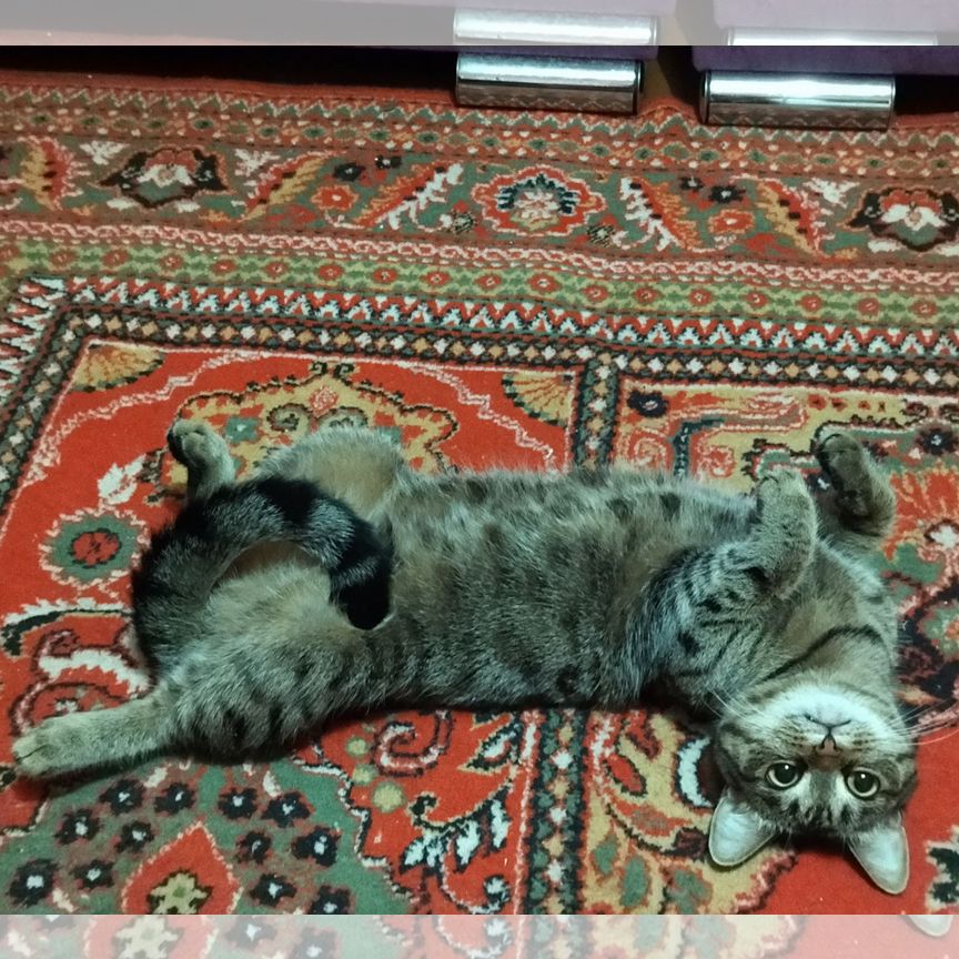 Взрослая, кошка в добрые руки