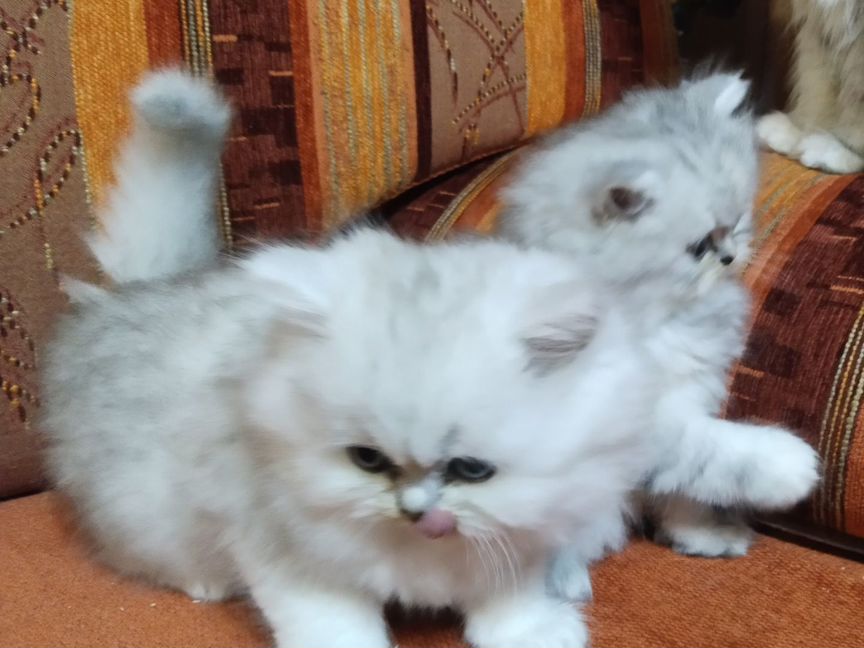 Котята персидской шиншиллы