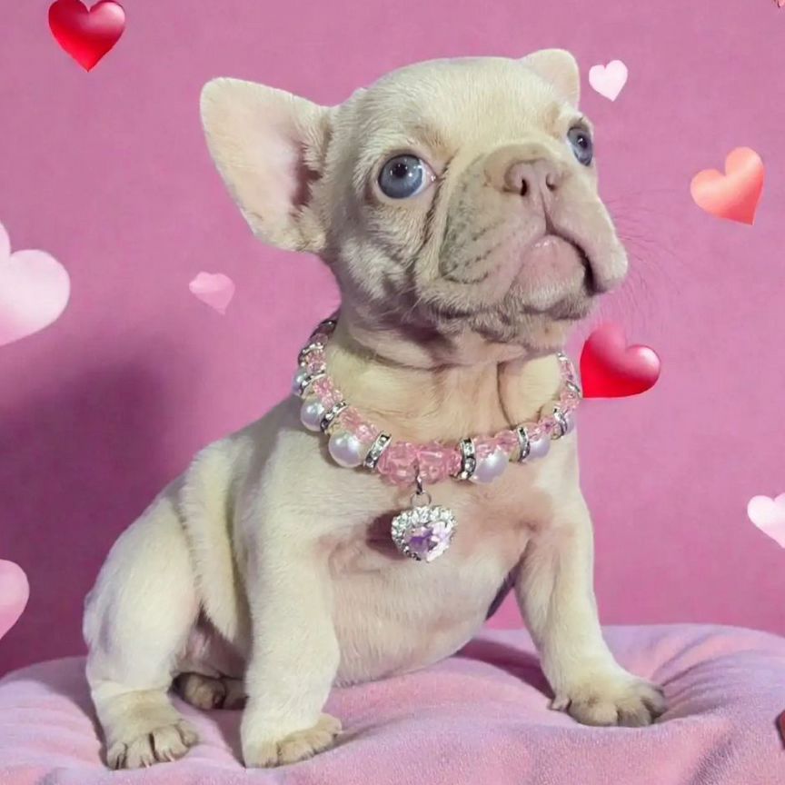 Французский бульдог, щенок