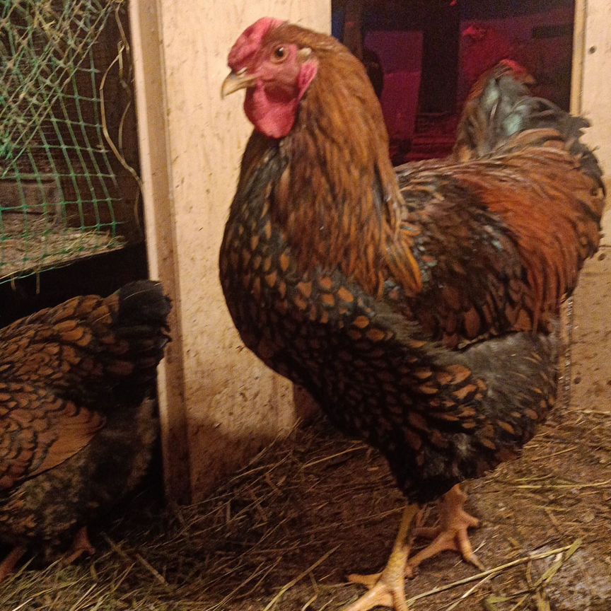 Петух Виадонт, 7 мес