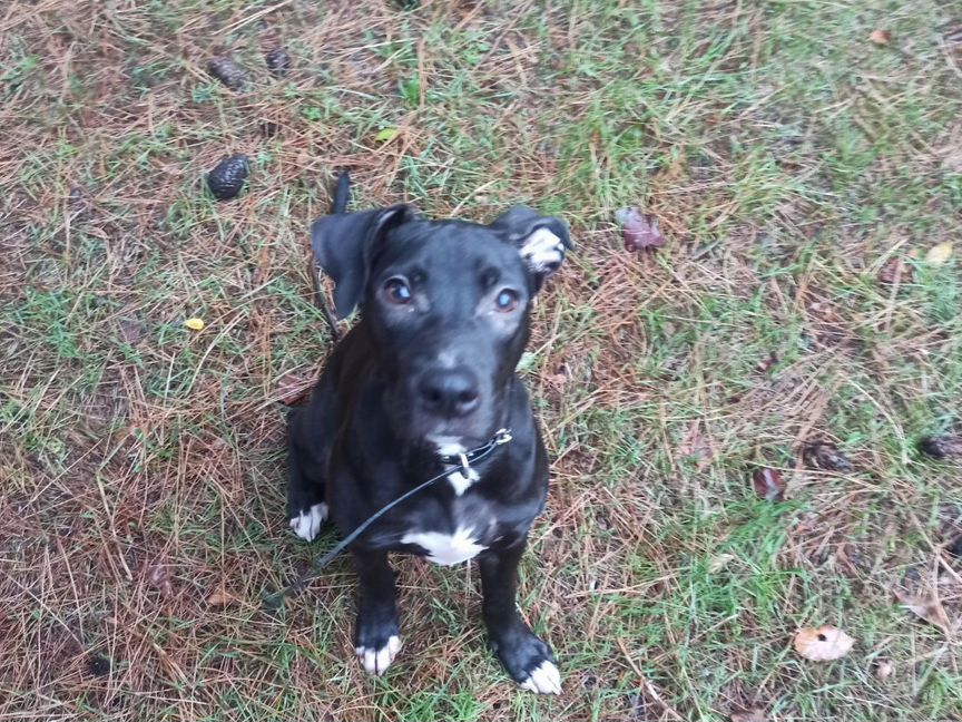 Американский питбультерьер