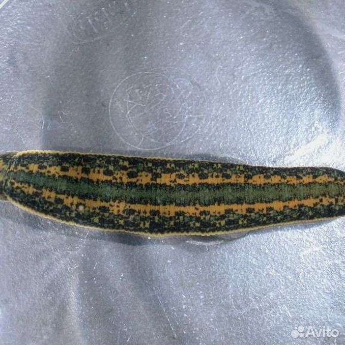 Продам пиявки