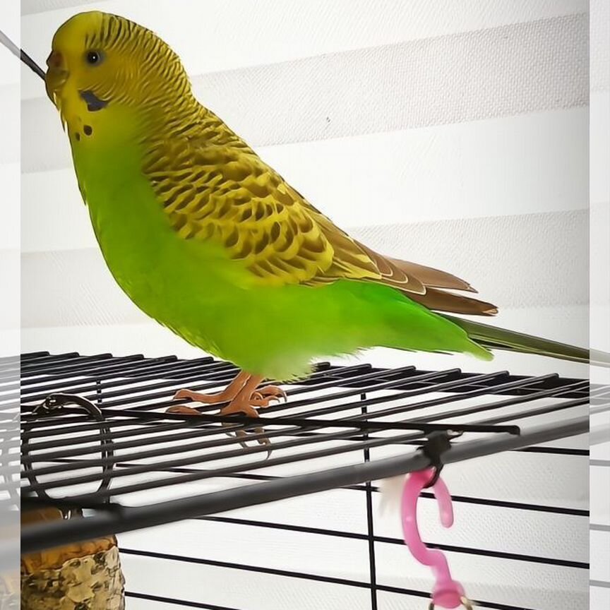 Волнистый попугай девочка