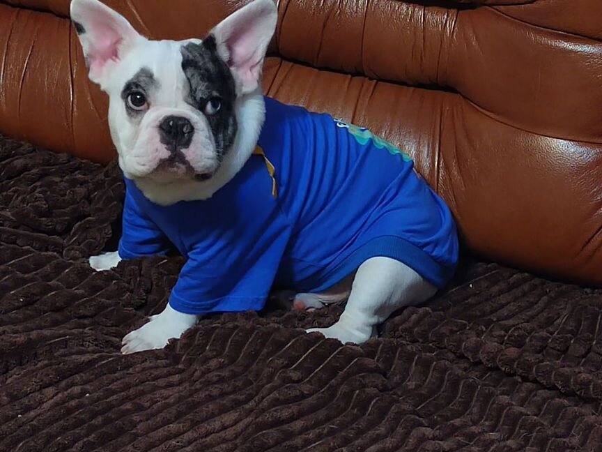 Фоанцузкий бульдог