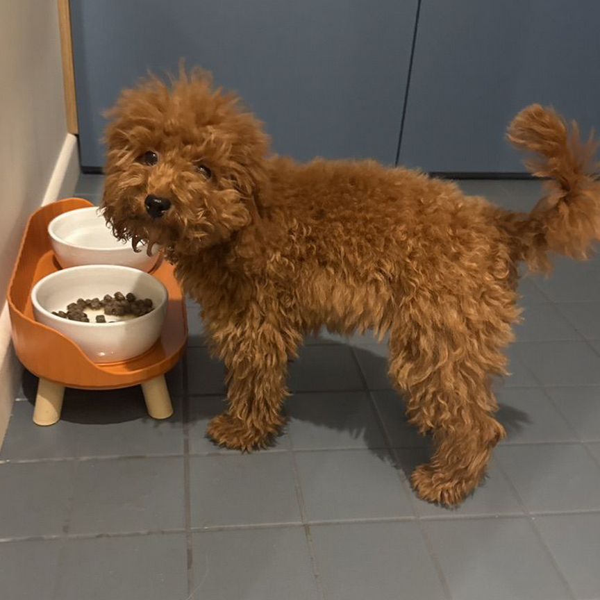 Той-пудель, щенок