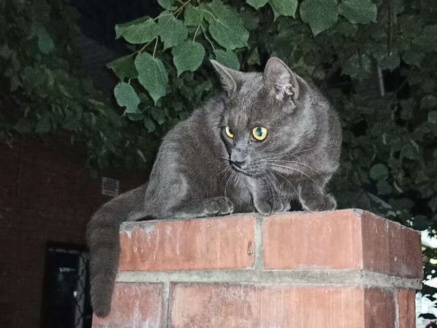 Дымчатый котик Русская голубая