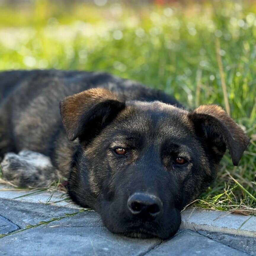 В добрые руки